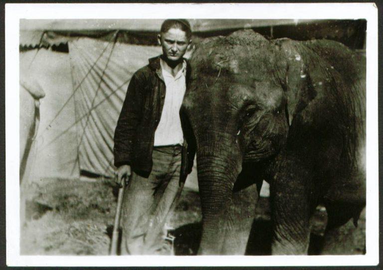 The Elephant Who Helped to Inspire A TALE MAGNOLIOUS - Suzanne Nelson