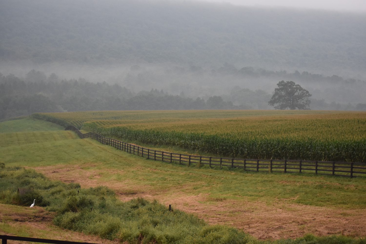 How Farm-Life Fun Inspired SHAKE IT OFF and A TALE MAGNOLIOUS - Suzanne ...